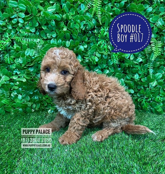 Spoodle / Cockerpoo (Cocker Spaniel X Poodle - 3rd Gen) - Boy. Puppies ...