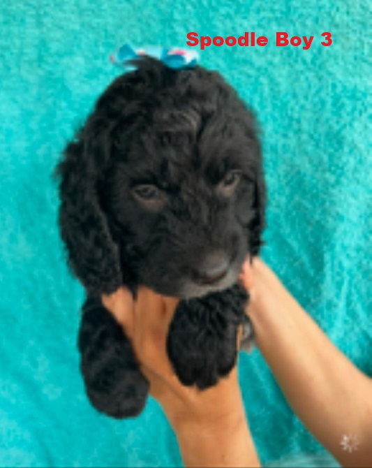 New Pups Arriving Soon - Puppy Palace Pet Shop