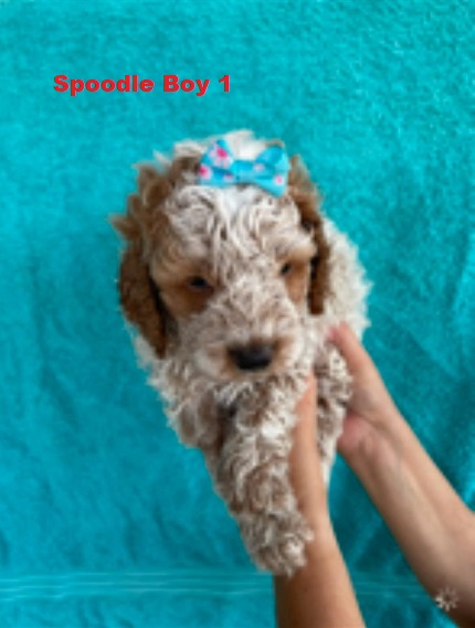 Spoodle (2nd Generation) - Boy. I am arriving into store & Available to ...
