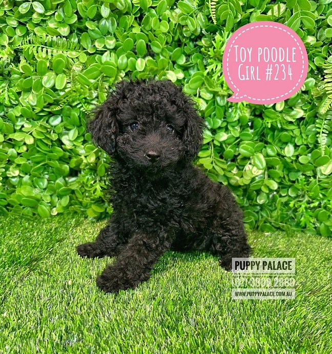 Toy Poodle - Girl. Parents have been DNA tested. Puppies For Sale Brisbane