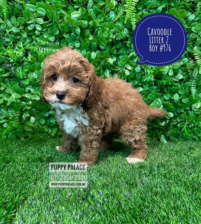 Mini Cavoodle (Mini Poodle X Cavalier King Charles) Puppy - Boy ...