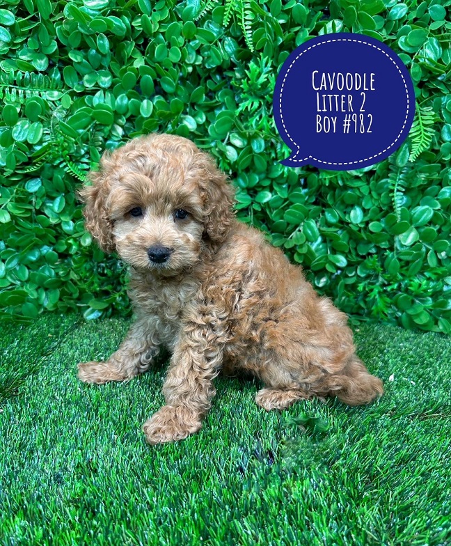 Mini Cavoodle (Mini Poodle X Cavalier King Charles) Puppy - Boy ...