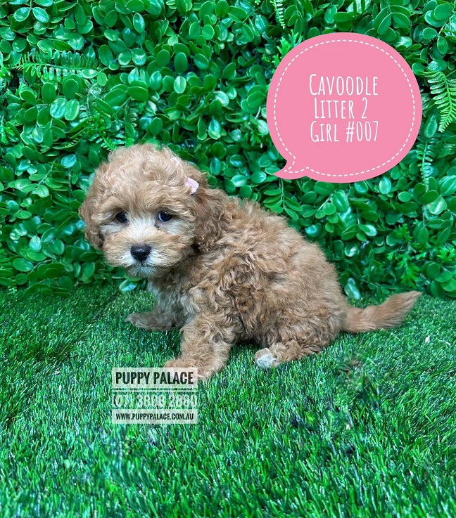 Mini Cavoodle (Mini Poodle X Cavalier King Charles) Puppy - Girl ...