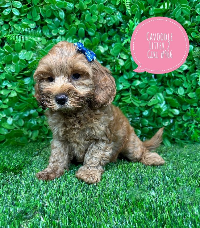 Mini Cavoodle (Mini Poodle X Cavalier King Charles) Puppy - Girl ...