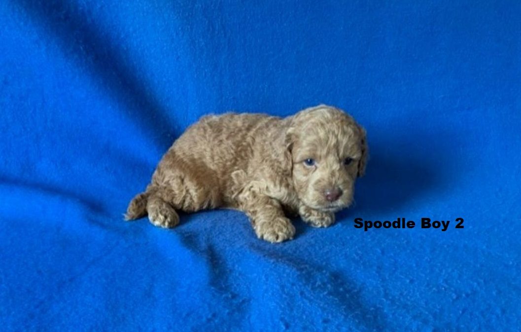 Spoodle/Cockerpoo Puppy - Boy. I am arriving into store and available ...