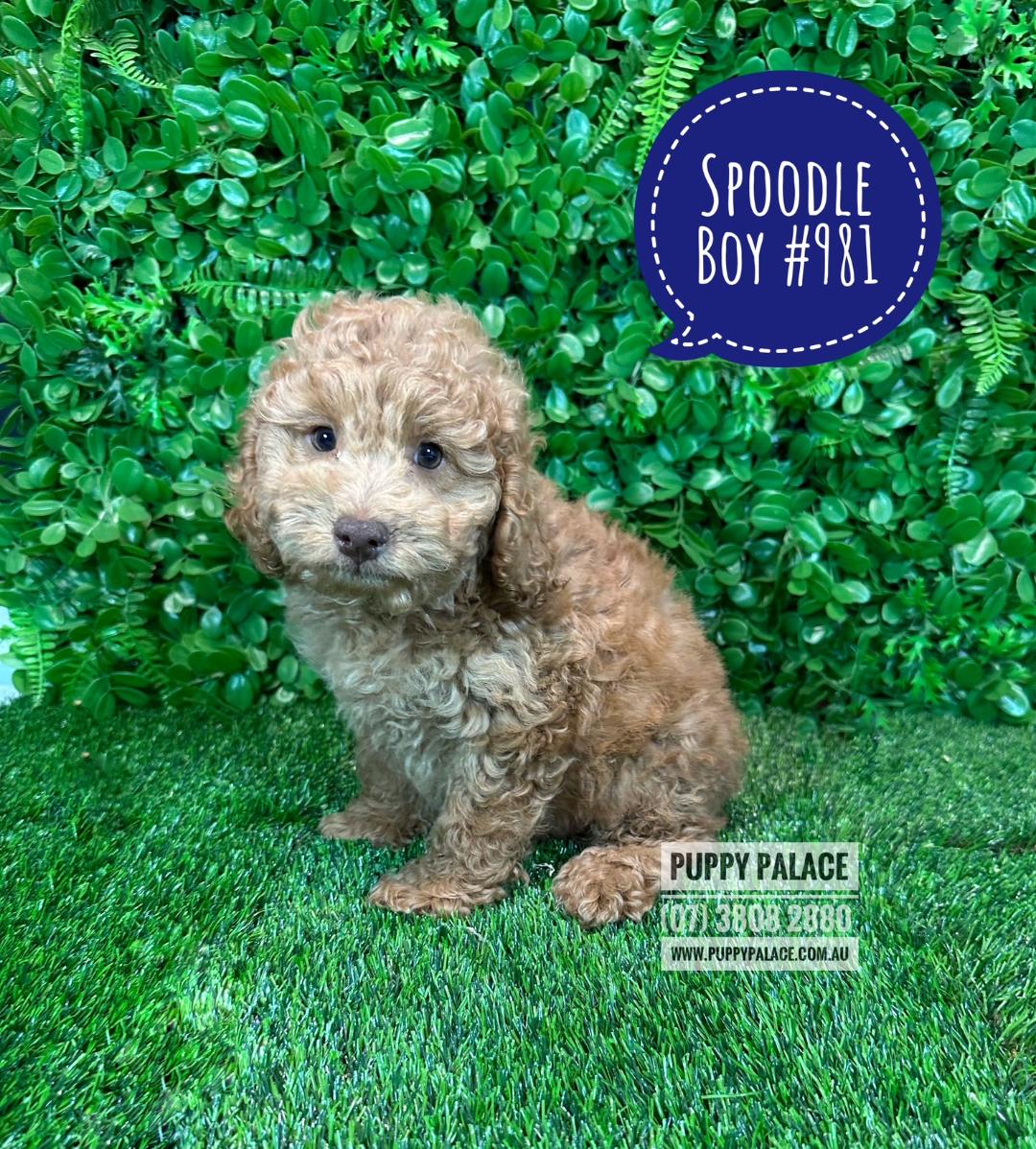 Spoodle/Cockerpoo Puppy - Boy. Puppies For Sale Brisbane