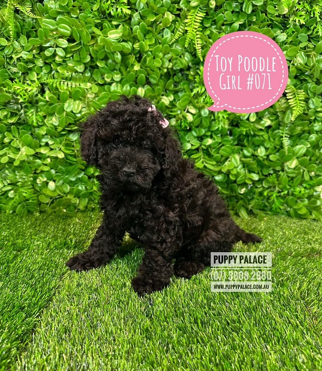 Toy Poodle – Black Girl. Puppies For Sale Brisbane