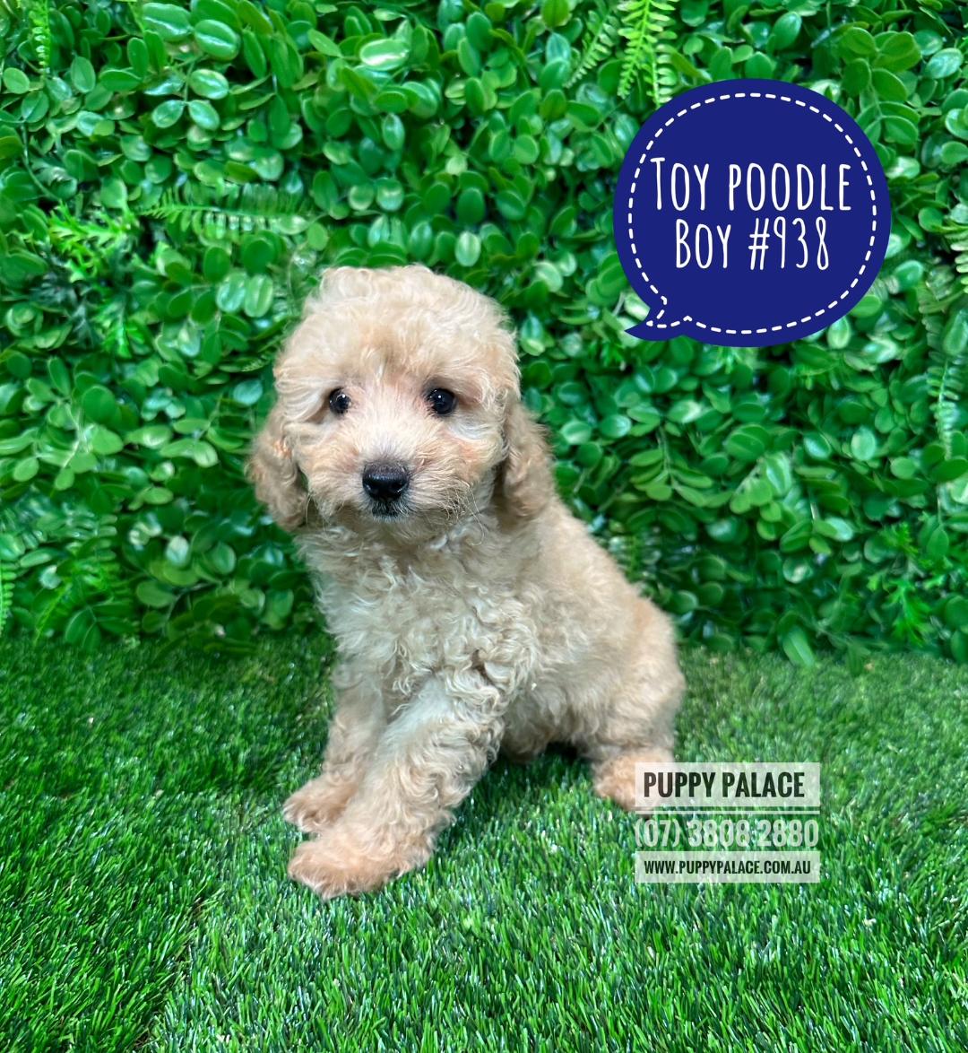 Toy Poodle – Champagne Boy. Puppies For Sale Brisbane