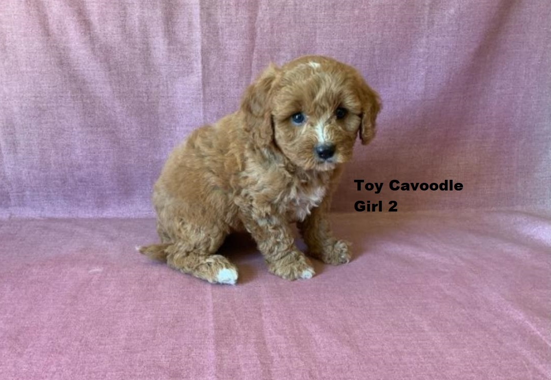Cavoodle/Cavapoo (Cavalier X Toy Poodle) Puppy - Girl. I am arriving ...
