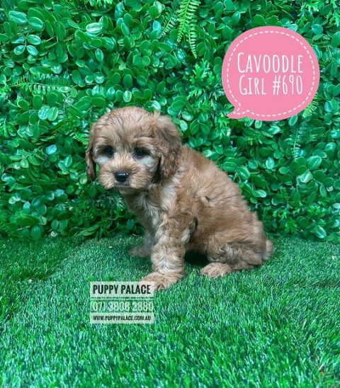 Cavoodle/Cavapoo (Cavalier X Toy Poodle) Puppy - Girl. Puppies For Sale ...