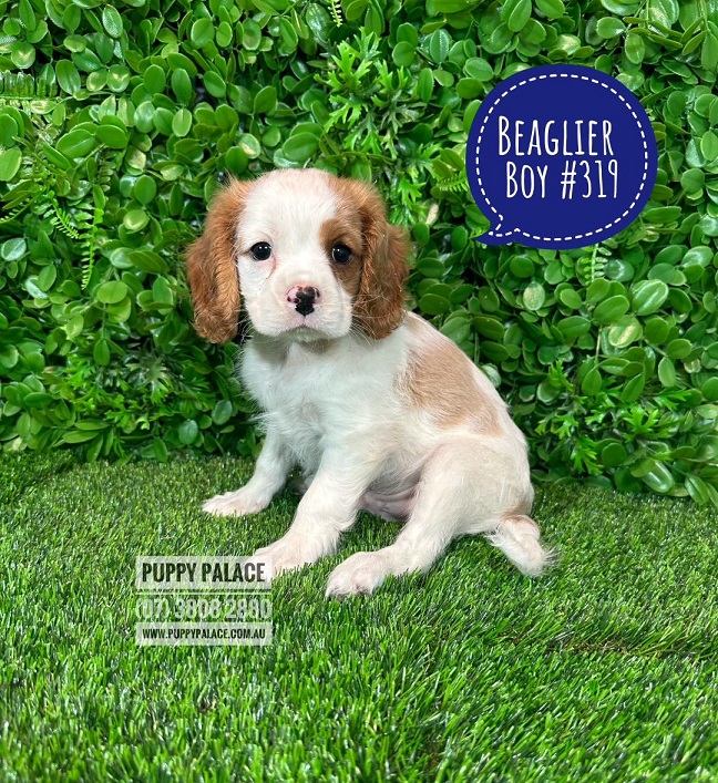 Beaglier (Beagle X Cavalier) - 1st Generation - Boy. Puppies For Sale ...