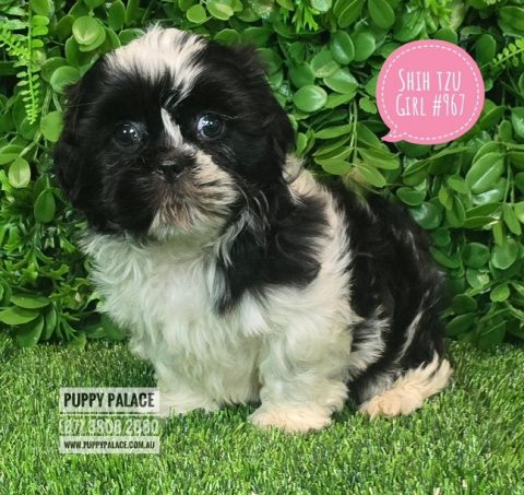 Pure bred Shih Tzu Puppies - Girl. Puppies For Sale Brisbane
