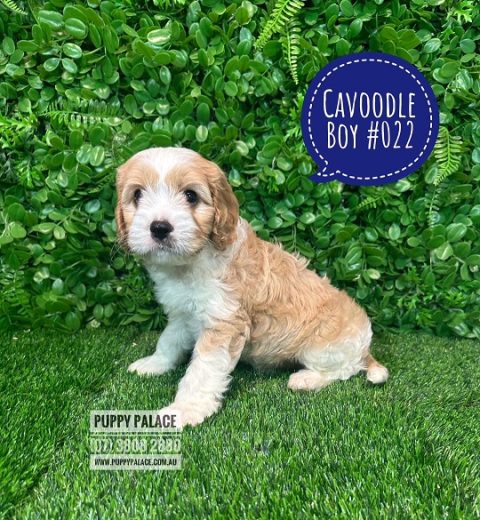 Cavoodle / Cavapoo Puppies - Boy. Puppies For Sale Brisbane