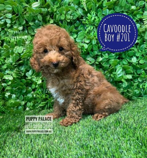 Cavoodle / Cavapoo Puppies (Toy Poodle X Cavalier) - Boy. (Litter 2). I ...