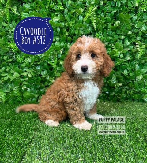 Cavoodle / Cavapoo Puppies (Toy Poodle X Cavalier) - Boy (Litter 2 ...