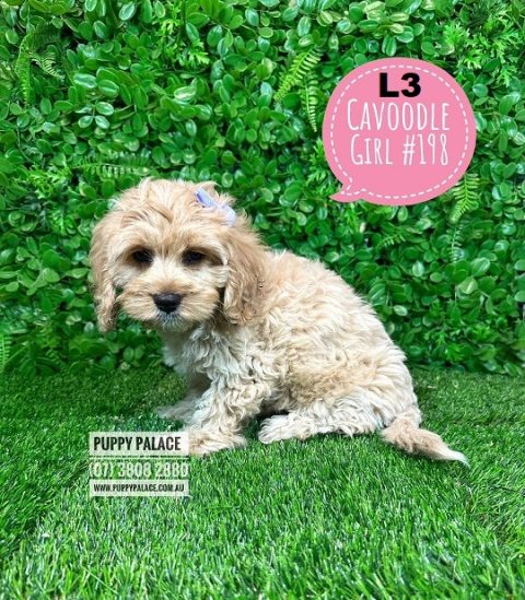 Cavoodle / Cavapoo Puppies (Toy Poodle X Cavalier) - Girl. (Litter 3 ...