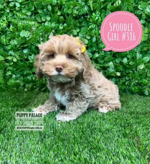 Spoodle / Cockapoo (Spoodle X Red Toy Poodle) Puppy - Girl. Puppies For ...