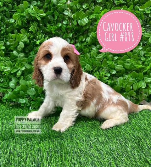 Cavocker/Cockalier (Cocker Spaniel X Cavalier) - Girl. I am now in ...