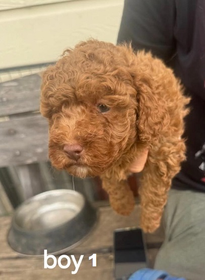 Mini Poodle Puppies - Boy. I am arriving into store and available to go ...