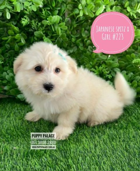 Japoodle (Japanese Spitz X Toy Poodle) Puppies - Girl. I have also had ...