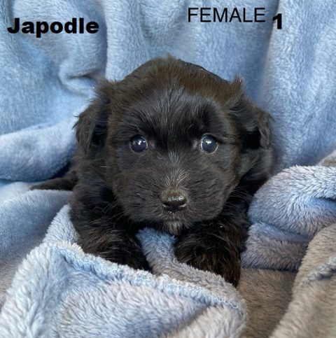 Japoodle (Japanese Spitz X Toy Poodle) Puppies – Girl. I will be ...